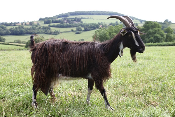 Le standard de race | Chèvre Poitevine